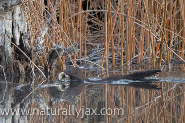 Naturally Jax (& CO) | Views from the Bear Creek Greenbelt in Lakewood ...