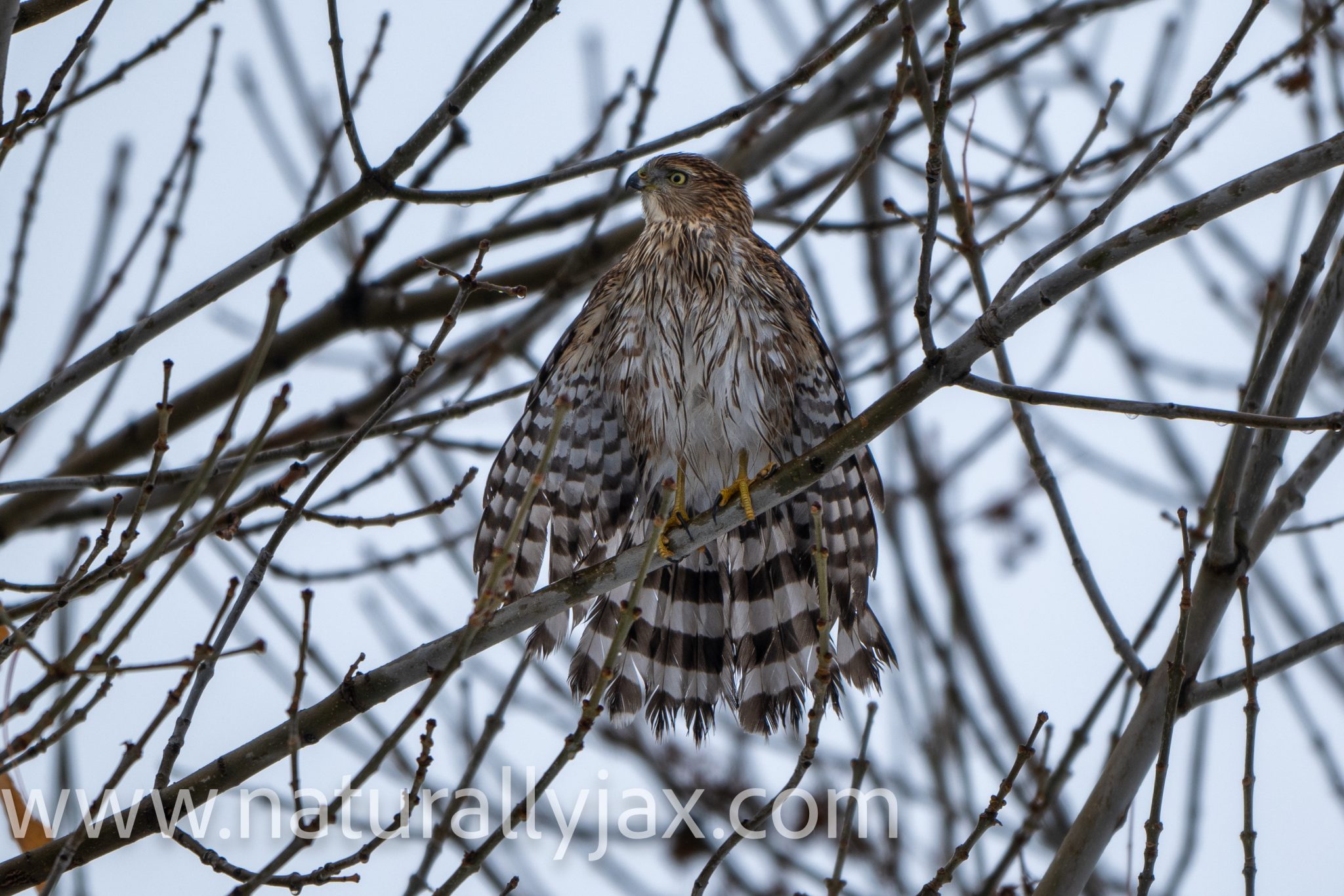 Naturally Jax (& CO) | Views from the Bear Creek Greenbelt in Lakewood ...